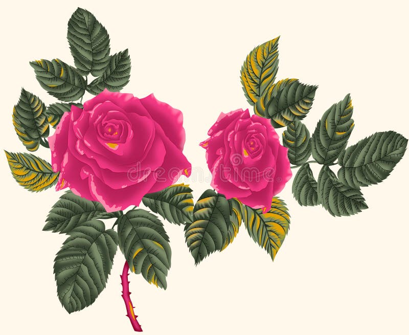 Antique Red Rose Flowers Motif with White Background Stock Illustration ...