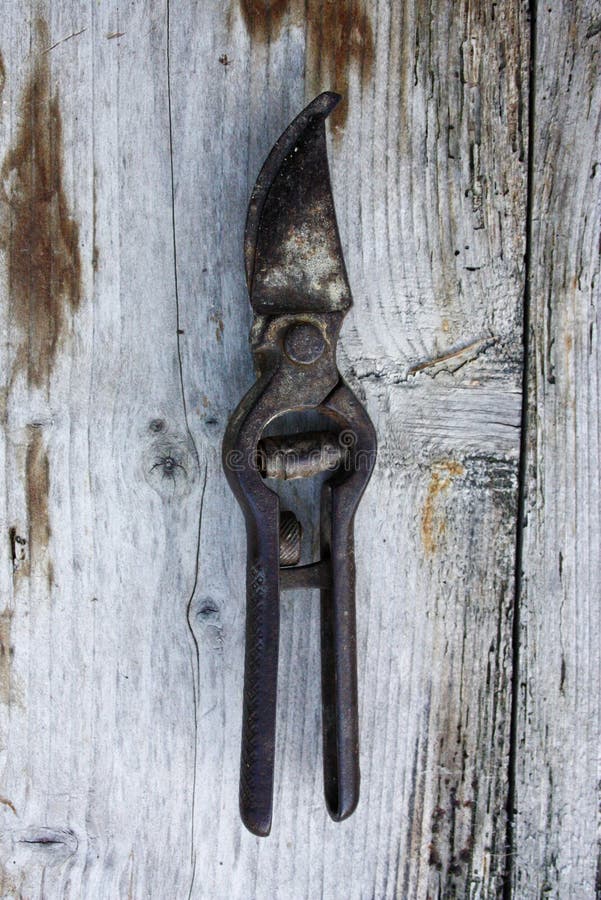 Antique Rusty Pruning Shears on Weathered Wooden Board Stock Image ...