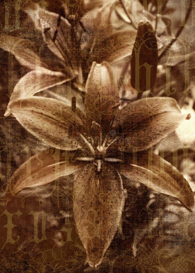 Antique Sepia Flower Photo stock photo. Image of alphabet - 3428428