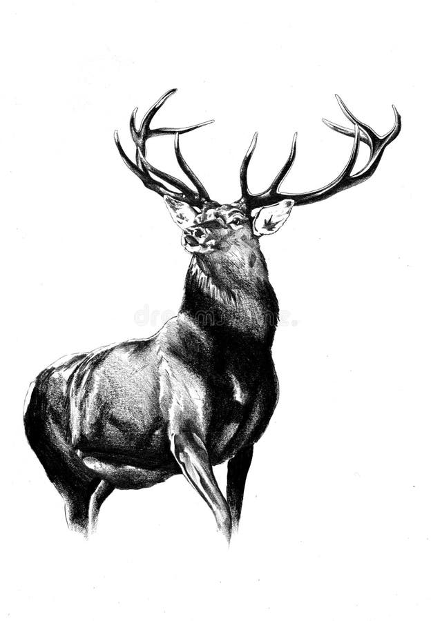 Fallow Deer Wilderness Stock Illustrations – 124 Fallow Deer Wilderness ...