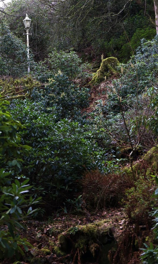 Antique Street Lamp in a Forest Stock Image - Image of green, foliage ...