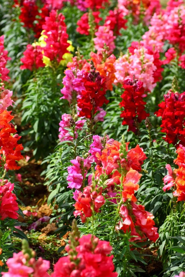 Antirrhinum flowers stock photo. Image of pink, snapdragon - 23114162