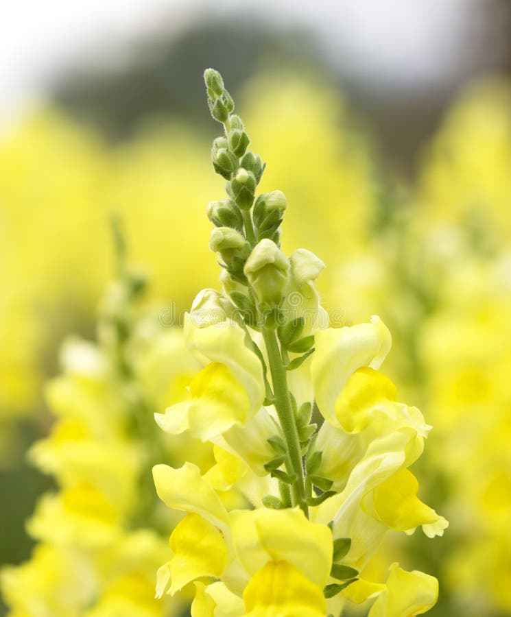 Antirrhinum Majus or Common Snapdragon Flowering Plant in the Garden ...