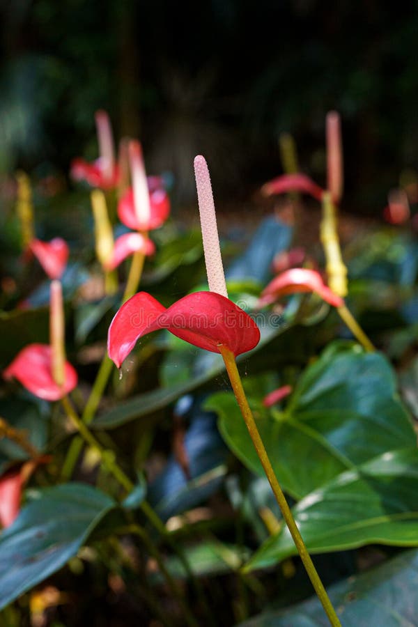 Antiurium-Blume im Wald stockbild. Bild von blatt, gras - 251485467