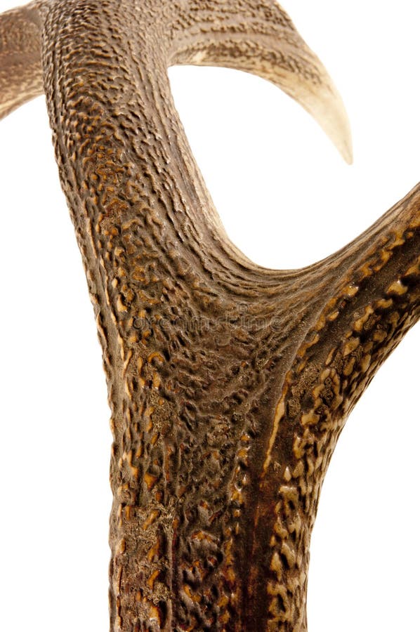 Antler stock photo. Image of texture, strong, deer, antlers - 37613236
