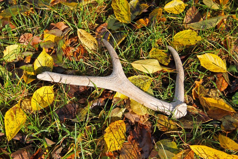 Antler in the Fallen Leaves Stock Photo - Image of horn, environment ...