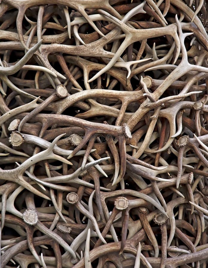 730+ Antler Free Stock Photos - StockFreeImages