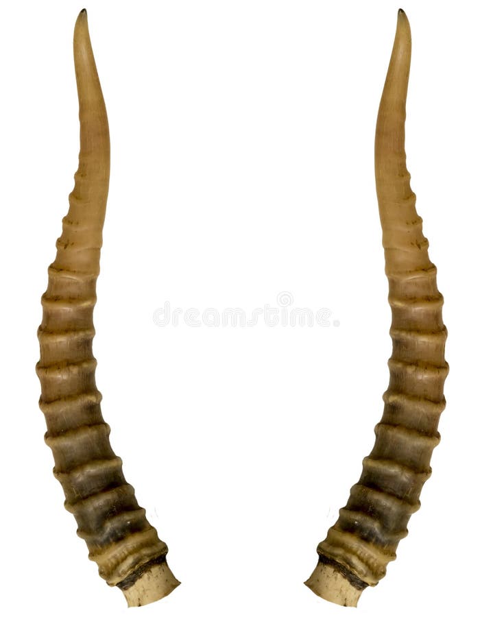 Saiga stock photo. Image of saiga, natural, antelope, animal - 5750050