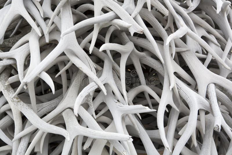 Pile of antlers stock photo. Image of america, montana - 15992912
