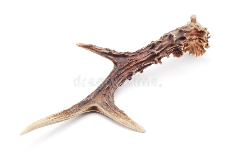 Rear View of Whitetail Deer Antlers Stock Image - Image of beauty, buck ...