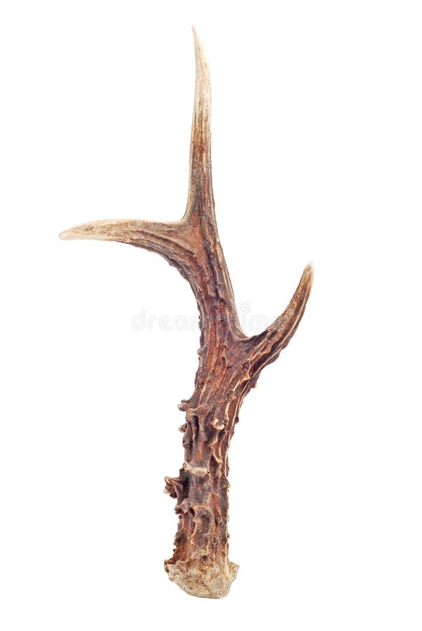 Side View of Whitetail Deer Antlers Stock Image - Image of schliepp ...