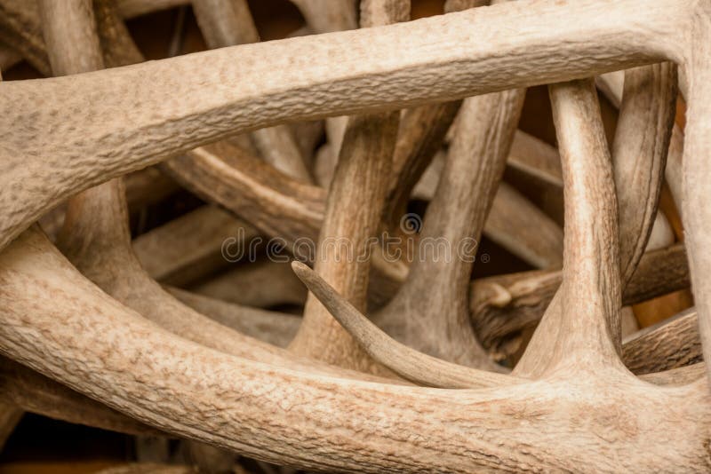 Antlers Background Various Angles Stock Photo - Image of graceful ...