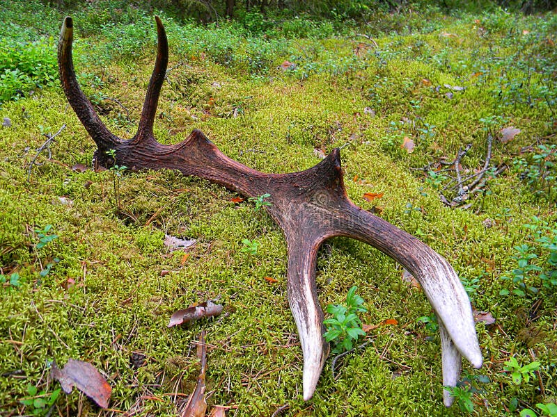 Pile of antlers stock photo. Image of america, montana - 15992912