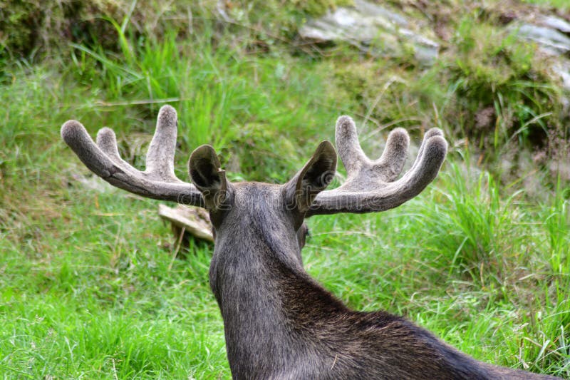 Antlers Close Up stock image. Image of scandinavian - 288410953
