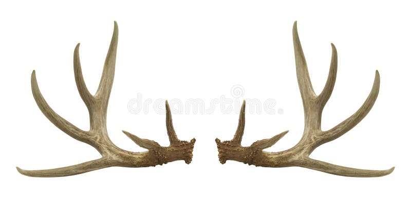 Side View of Whitetail Deer Antlers Stock Image - Image of schliepp ...