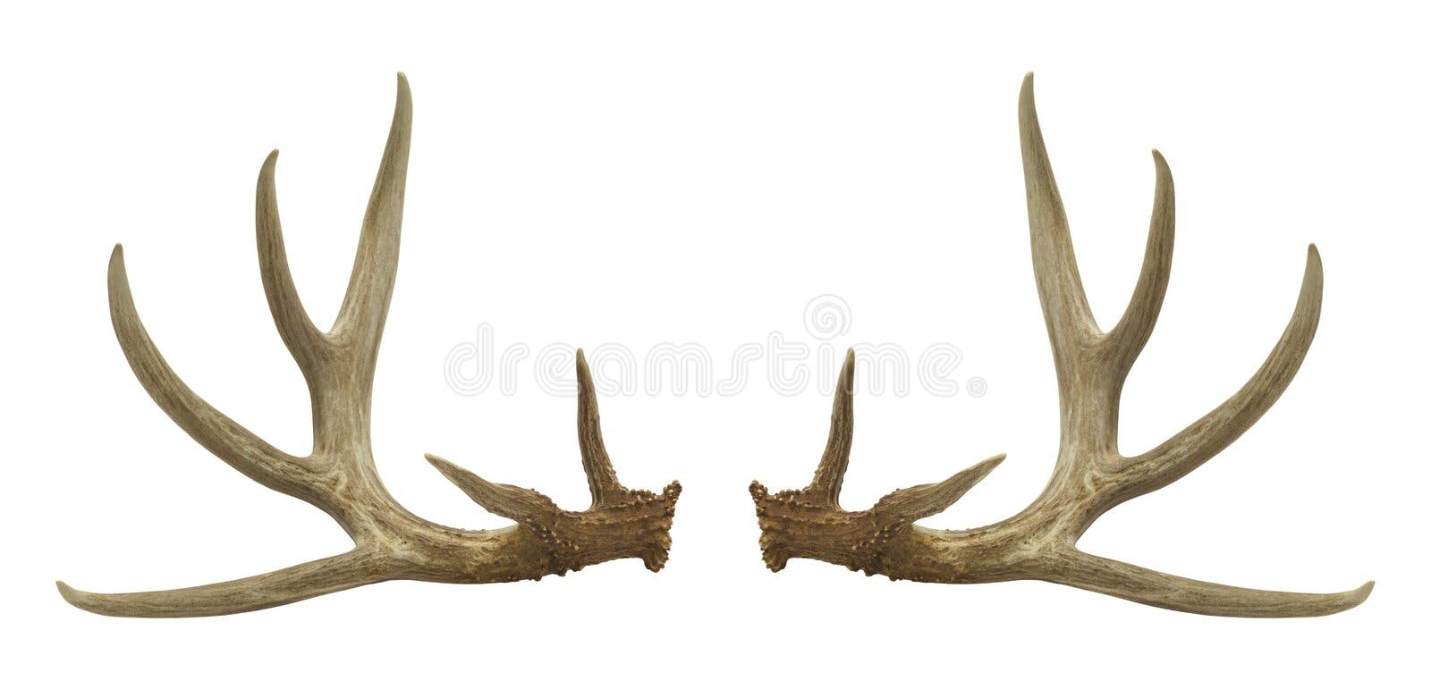 Deer with Big Antlers in the Meadow. Hand-drawn Illustration. Deer ...