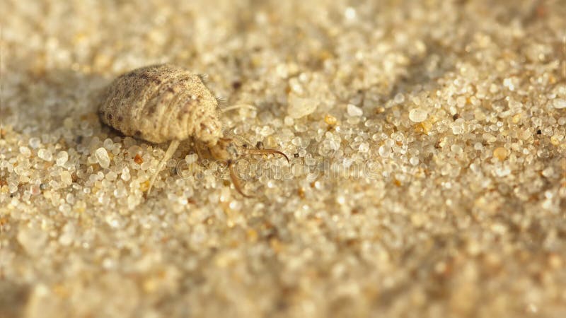 Ant Lion Larva Disappears Under the Sand. Camouflaged Insect. Antlion ...