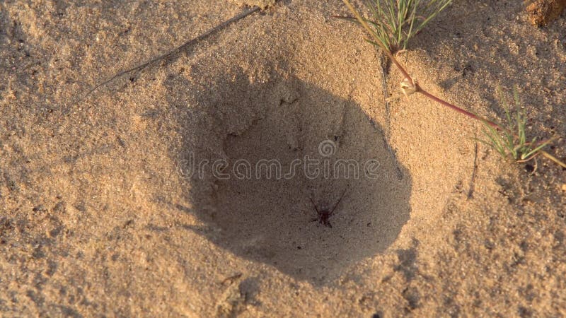 Antlion Larva (Myrmeleon Formicarius), Insect Larva Catches a Red ...