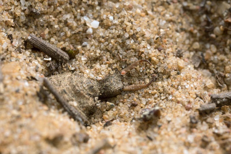 Sand Pit Trap Antlion Larva Stock Photos - Free & Royalty-Free Stock ...