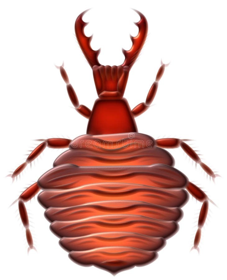 Antlion larva isolated stock illustration. Illustration of isol - 234416623