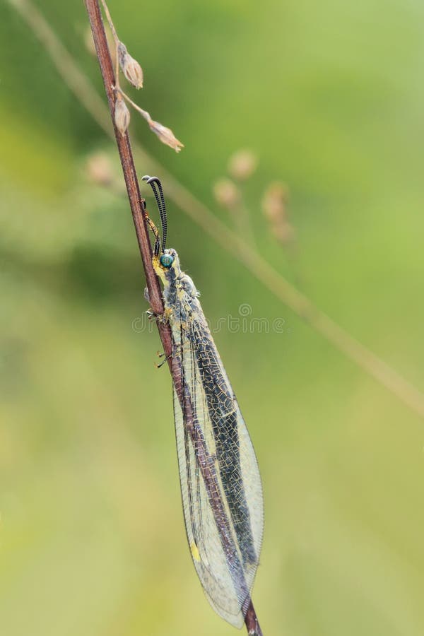 Sinicus Stock Photos - Free & Royalty-Free Stock Photos from Dreamstime