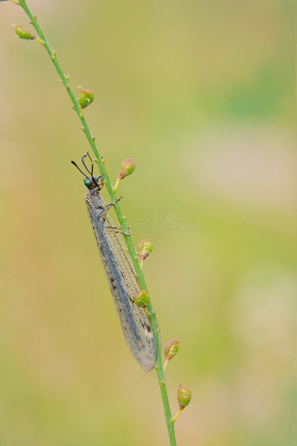 Antlionfly stock image. Image of antlionfly, wild, wildlife - 280569035