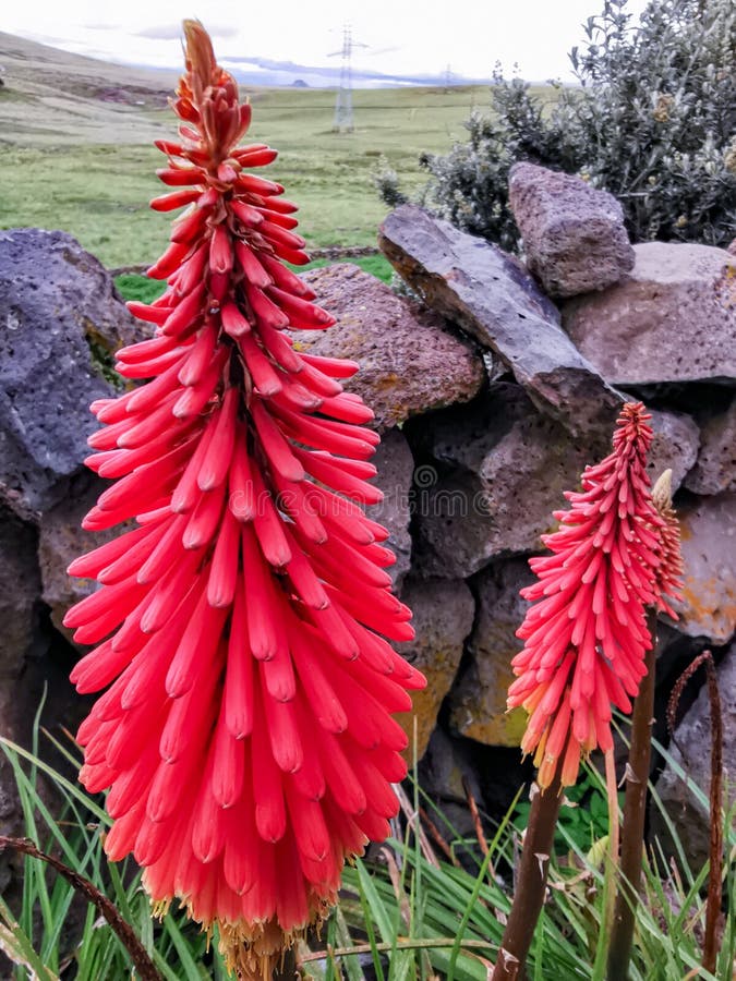 Antocha Stock Photos - Free & Royalty-Free Stock Photos from Dreamstime