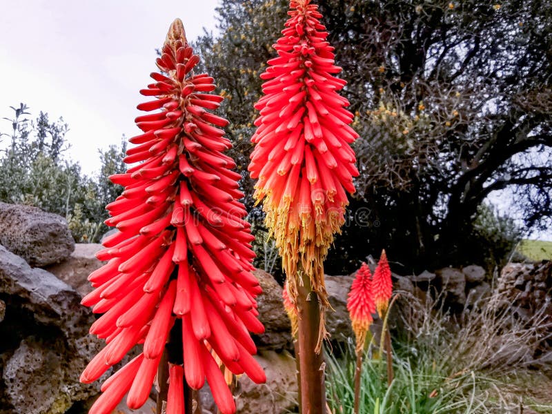 Antocha Lily in Its Natural Habitat Stock Image - Image of conservation ...