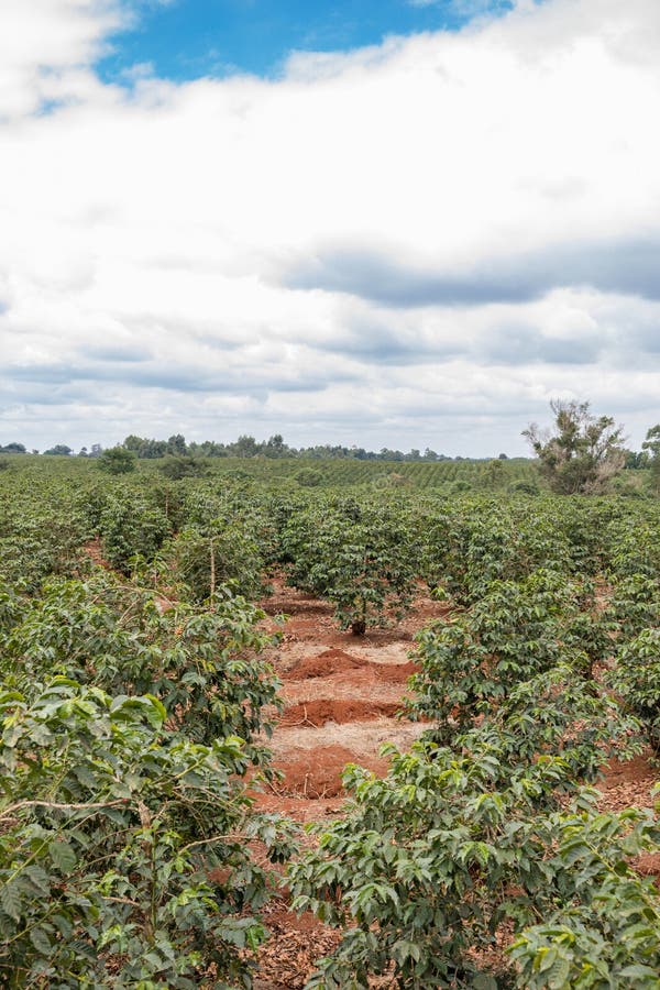 Coffee Farming in Kenya Ripe Beans Red Green Farm Plantation Plant ...