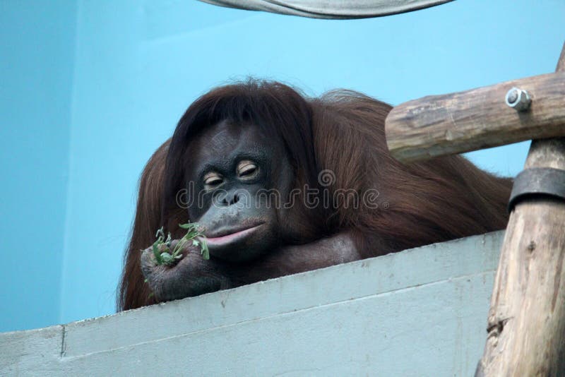 Antropoide imagen de archivo. Imagen de antropoide, babuino - 118886107