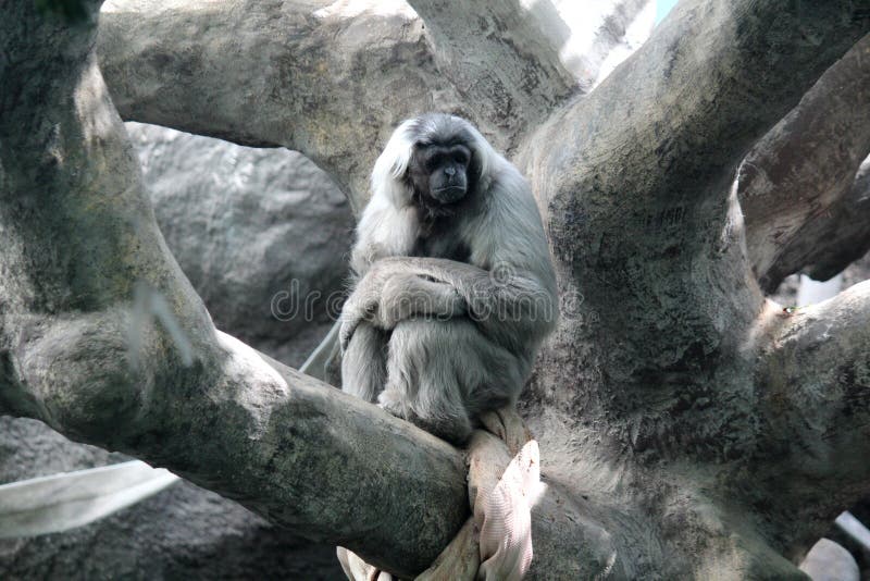 1,248 Antropoide Fotos - Libres de Derechos y Gratuitas de Dreamstime