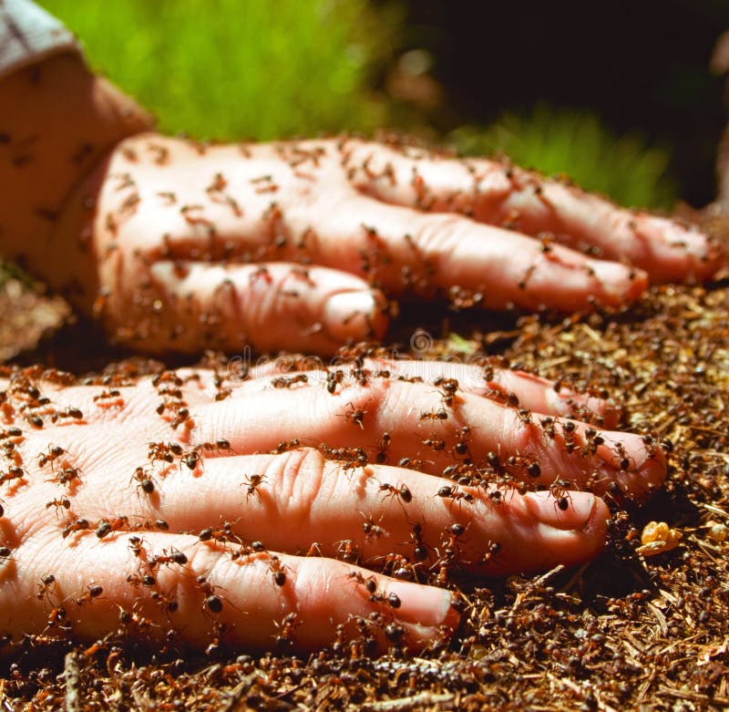 Ants stock image. Image of forest, bite, aggressive, destroy - 10439593