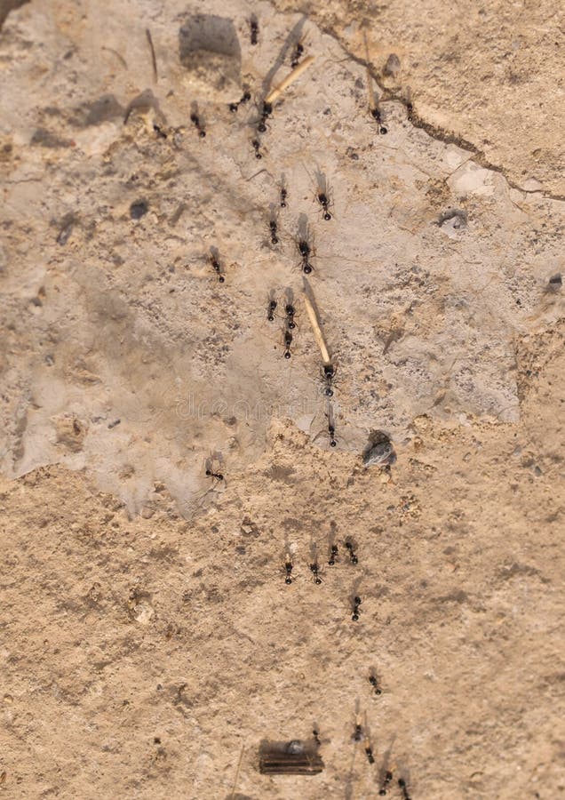 Shadow of Ants in the Wall Very Beautiful. Stock Image - Image of wall ...