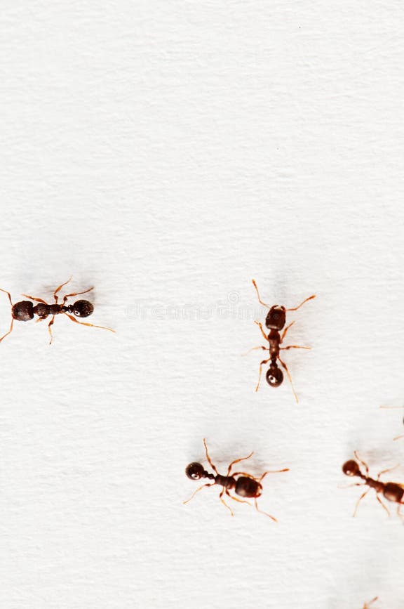 Tiles Ants Stock Photos - Free & Royalty-Free Stock Photos from Dreamstime