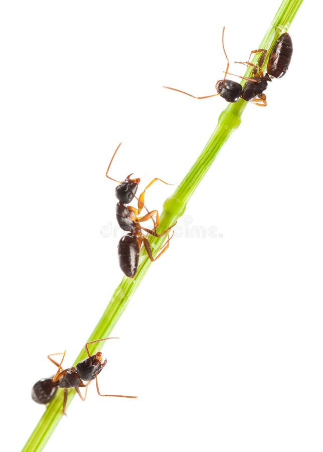 Ants queue stock photo. Image of queue, group, animals - 27960158