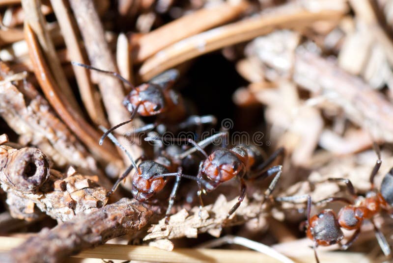 Marching ants stock image. Image of wildlife, outside, insects - 350751