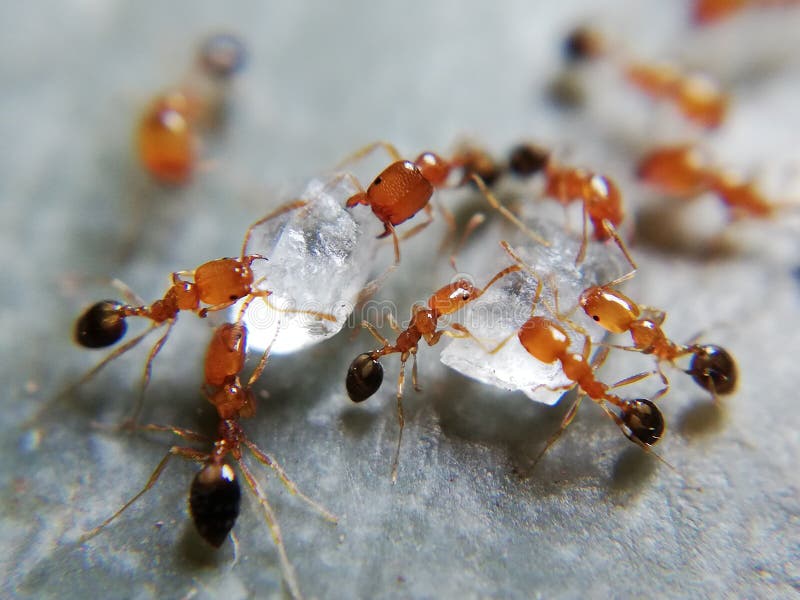Ants on Sugar stock image. Image of sugar, insect, swarm - 1298643