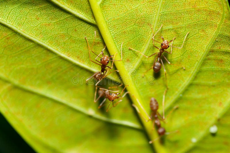 Micro Football - Ants Soccer Stock Photo - Image of goal, goalie: 11257130