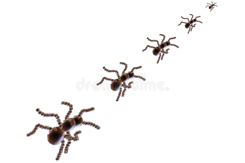 Ants queue stock photo. Image of queue, group, animals - 27960158