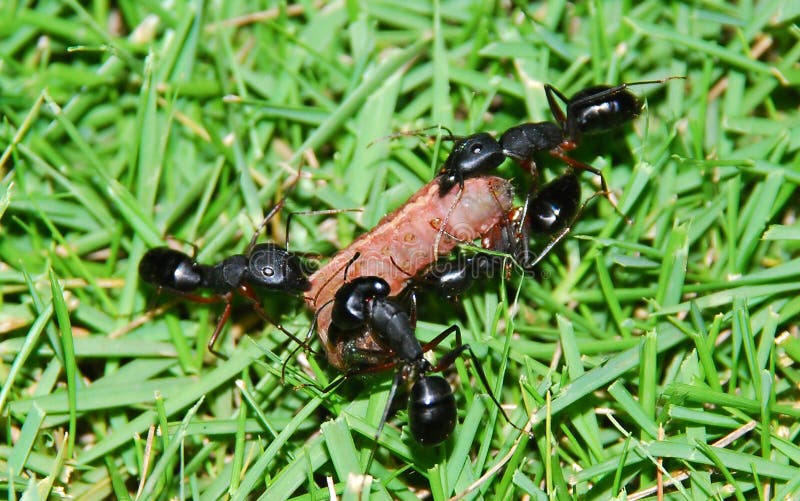 Ants stock photo. Image of heads, hunt, fangs, insects - 5894378