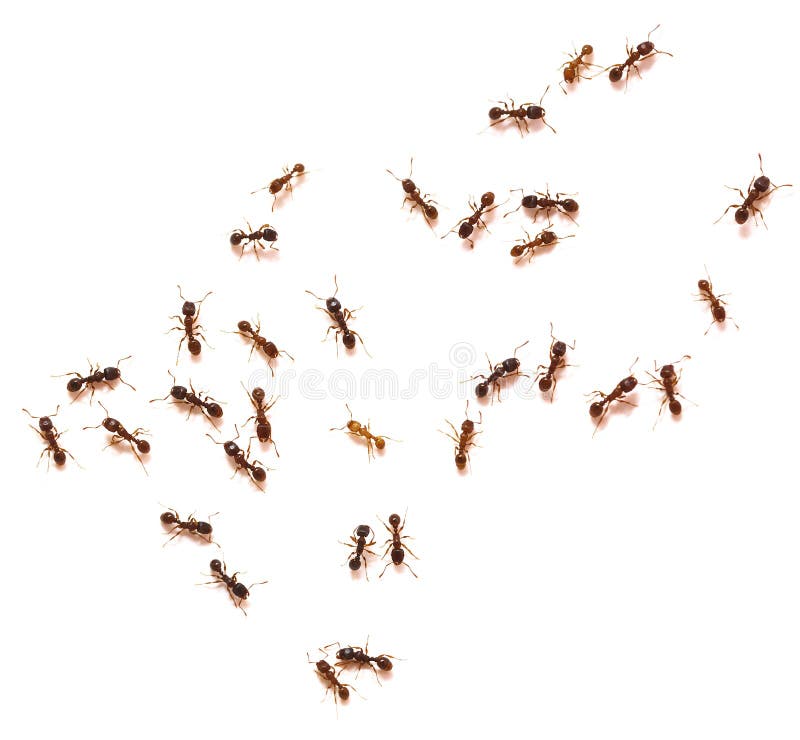 Marching Ants stock photo. Image of carpenter, group - 15089766