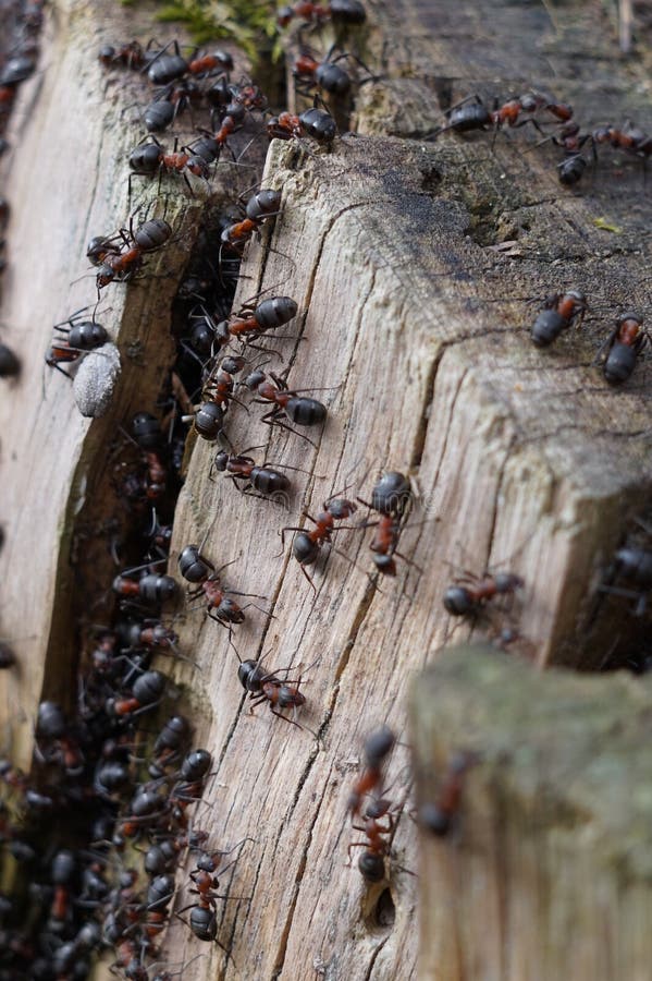 Ants in action stock photo. Image of anchor, black, nature - 113384456