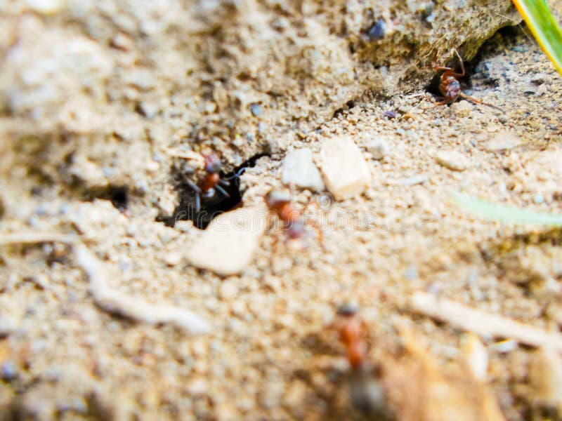 Ants and Anthill on the Ground Under the Stone Stock Photo - Image of ...