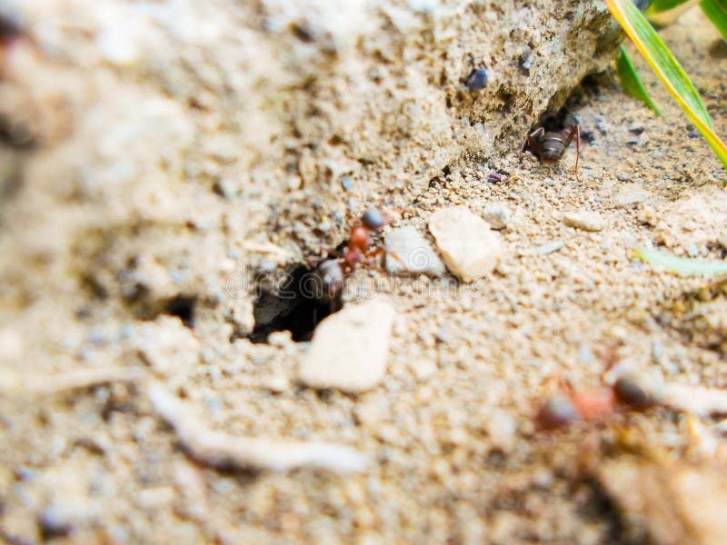 Ants and Anthill on the Ground Under the Stone Stock Photo - Image of ...