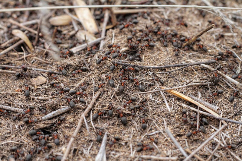 Ants in the Anthill Insects in Summer Stock Photo - Image of insects ...