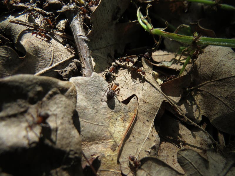 Ants stock photo. Image of nature, forest, army, abundance - 55097222