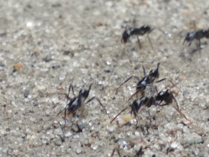 Ants stock image. Image of group, nice, looking, ants - 153186331