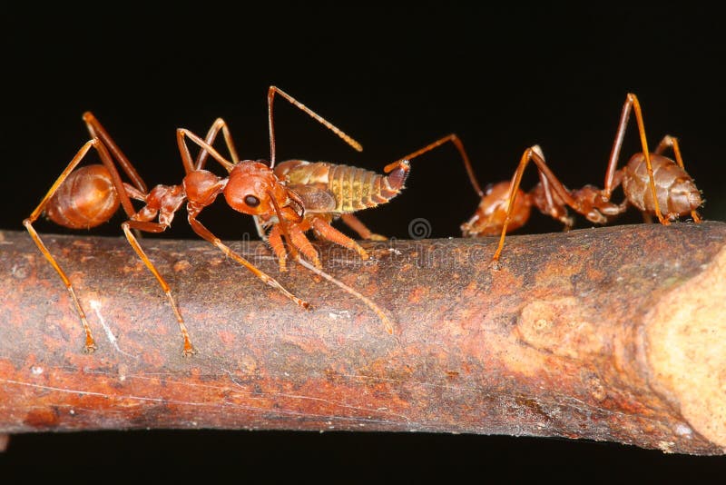 Ants and aphids stock image. Image of outdoor, nature - 39463735