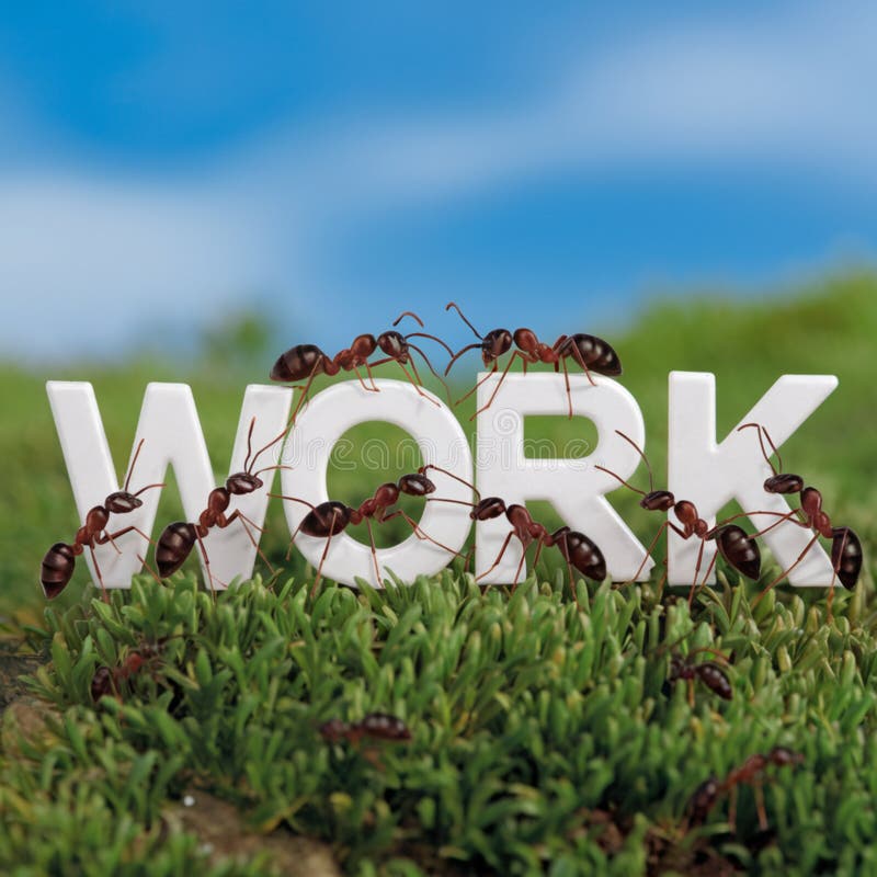 Ants Arranging Letters Spelling WORK on Moss, Emphasizing Teamwork in ...