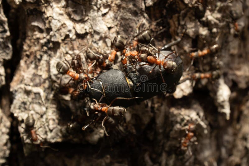 Ants attacks bug on a tree stock image. Image of soil - 224025563
